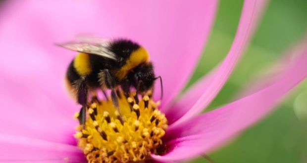 Mamma bombo – Aspie Airlines